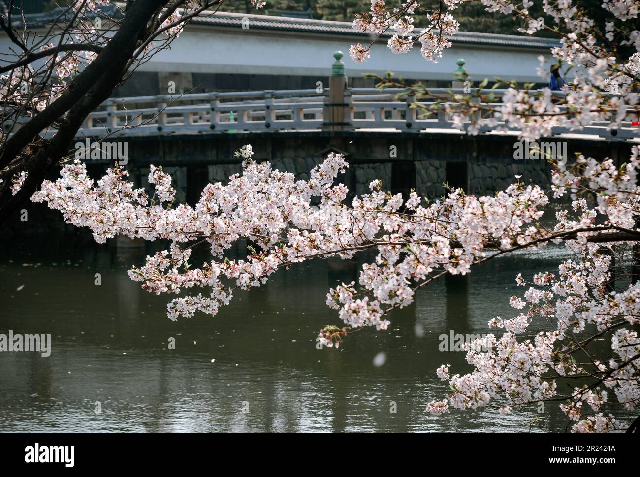 Cherry blossom season in Tokyo, Japan. Watching the cherry blossoms ...