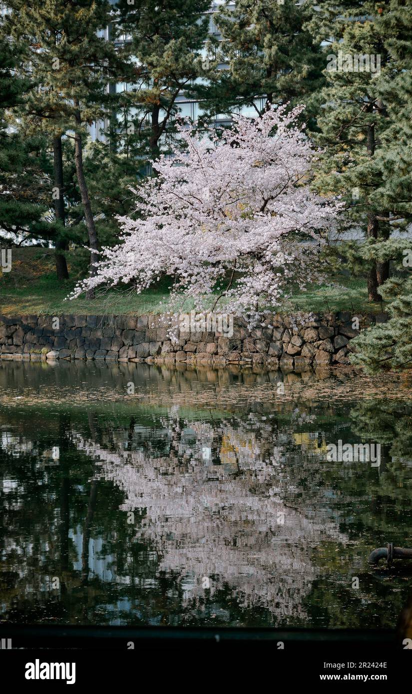 Cherry blossom season in Tokyo, Japan. Watching the cherry blossoms ...