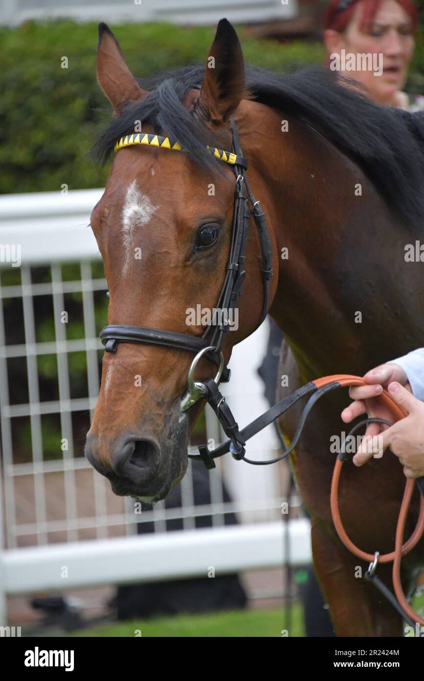 The winning enclosure at sandown park racecourse hi-res stock ...