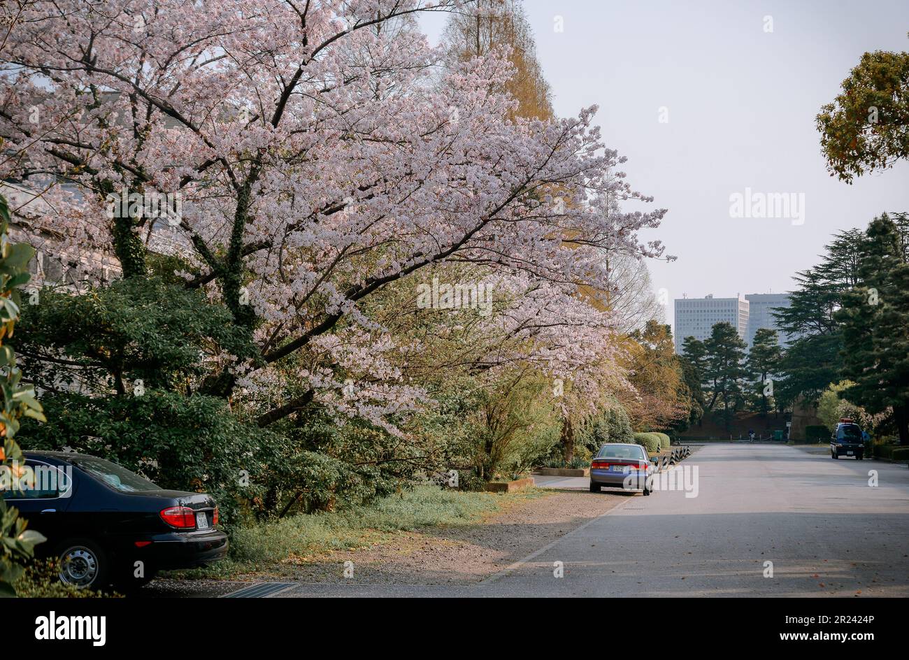 Tokyo, Japan - Apr 7, 2019. Street of Tokyo in blossom season. Watching ...