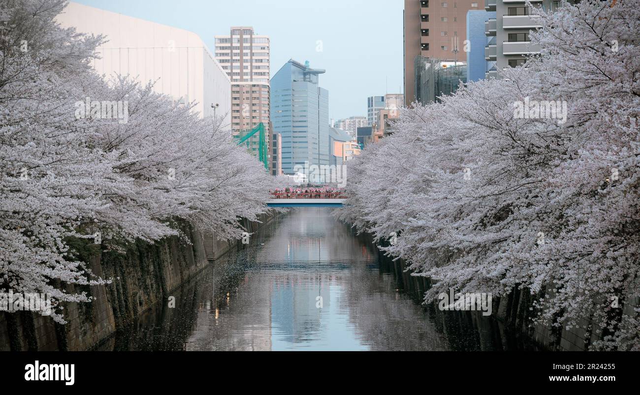 Night view of cherry blossoms blooming along the banks of the Meguro River in Tokyo, Japan Stock ...