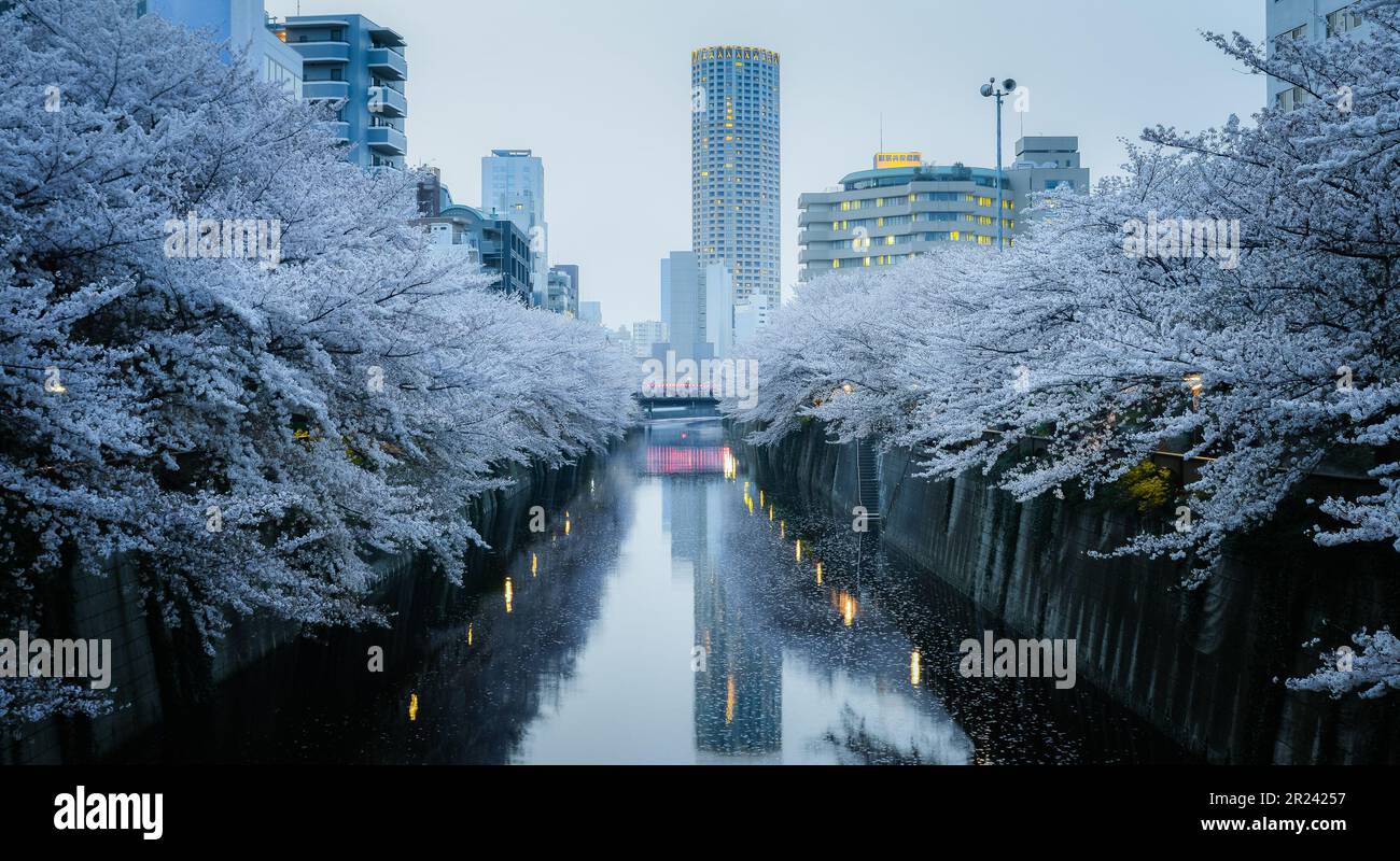 Night view of cherry blossoms blooming along the banks of the Meguro River in Tokyo, Japan Stock ...