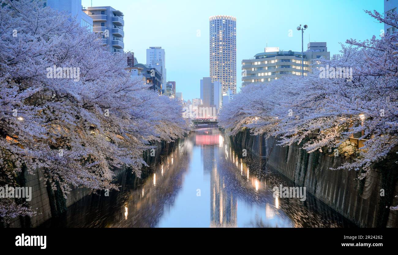Night view of cherry blossoms blooming along the banks of the Meguro River in Tokyo, Japan Stock ...