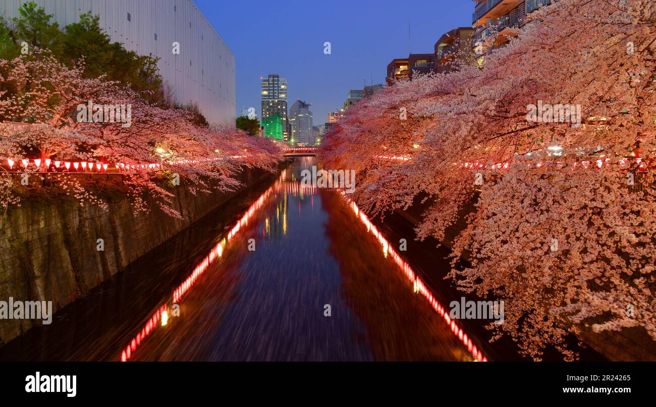 Meguro river famous cherry hi-res stock photography and images - Alamy