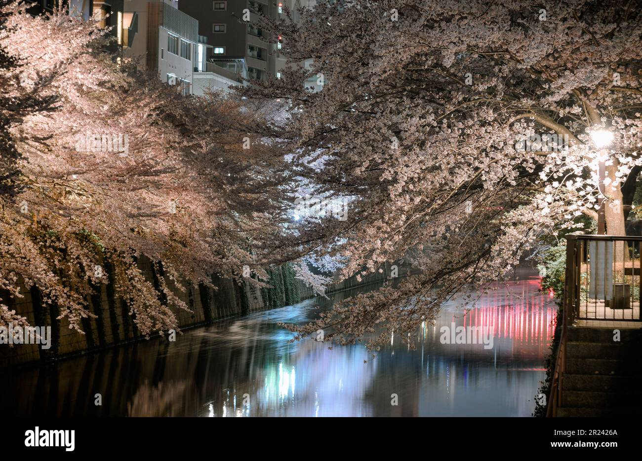 Night view of cherry blossoms blooming along the banks of the Meguro River in Tokyo, Japan Stock ...