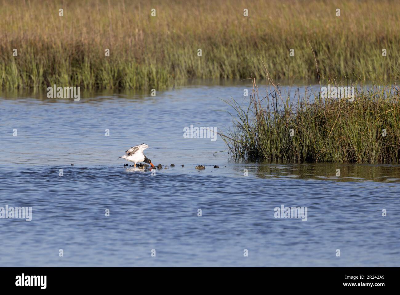 A banded American oystercatcher with outstretched wings feeding on an ...