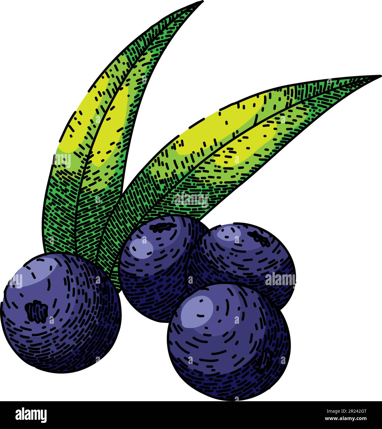 acai raw food sketch hand drawn vector Stock Vector Image & Art - Alamy