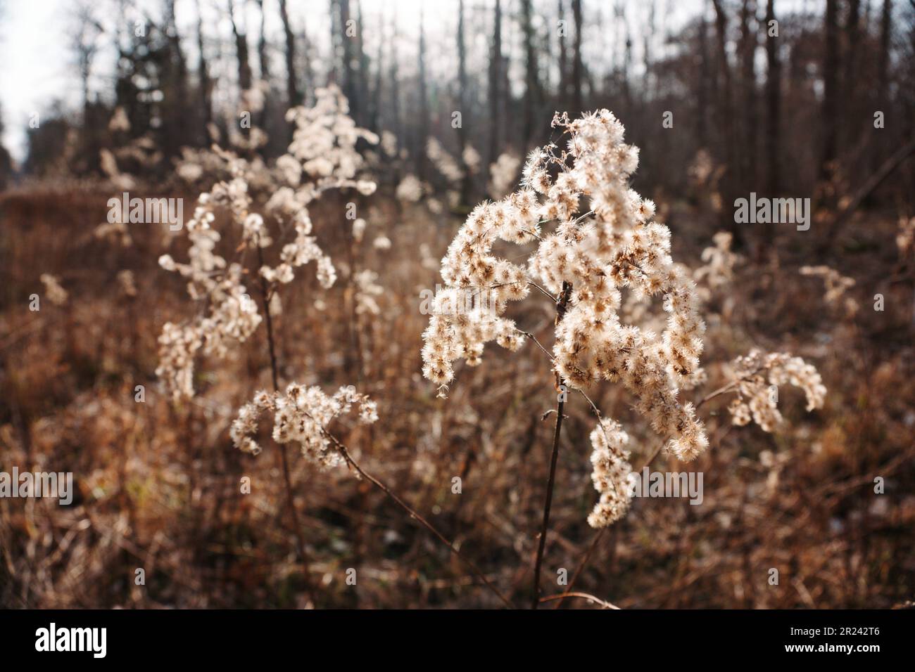 Tall dead grass hi-res stock photography and images - Alamy