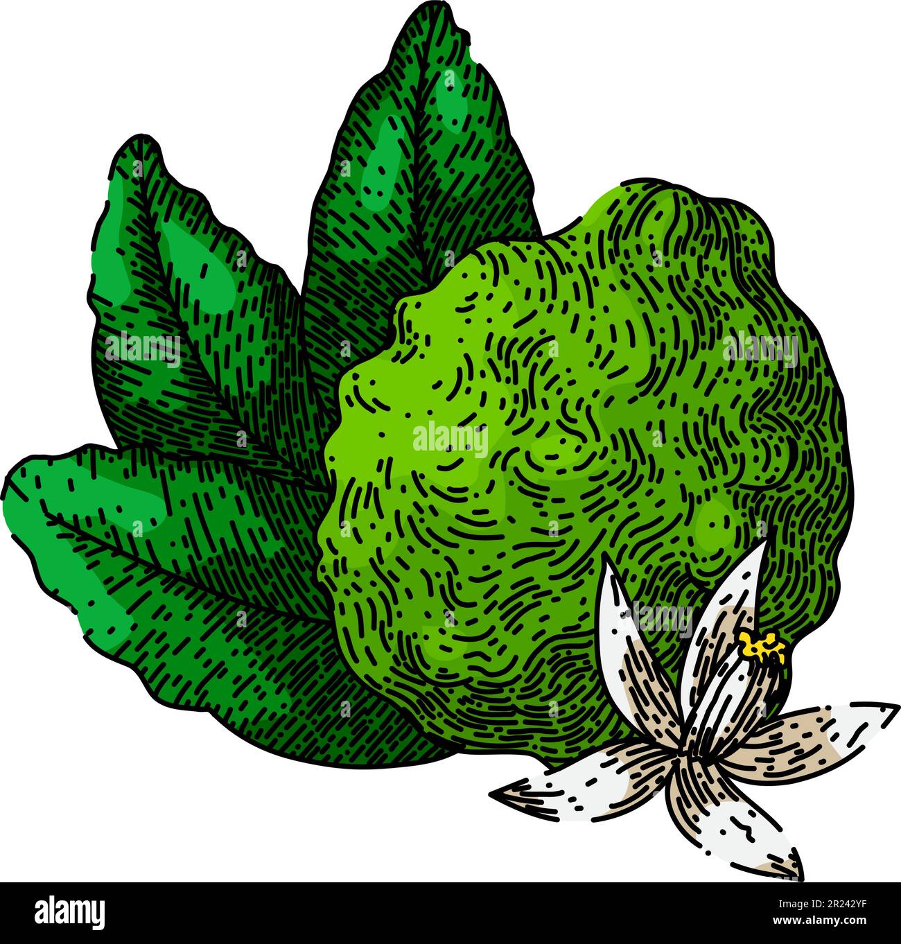 bergamot fruit natural sketch hand drawn vector Stock Vector Image ...