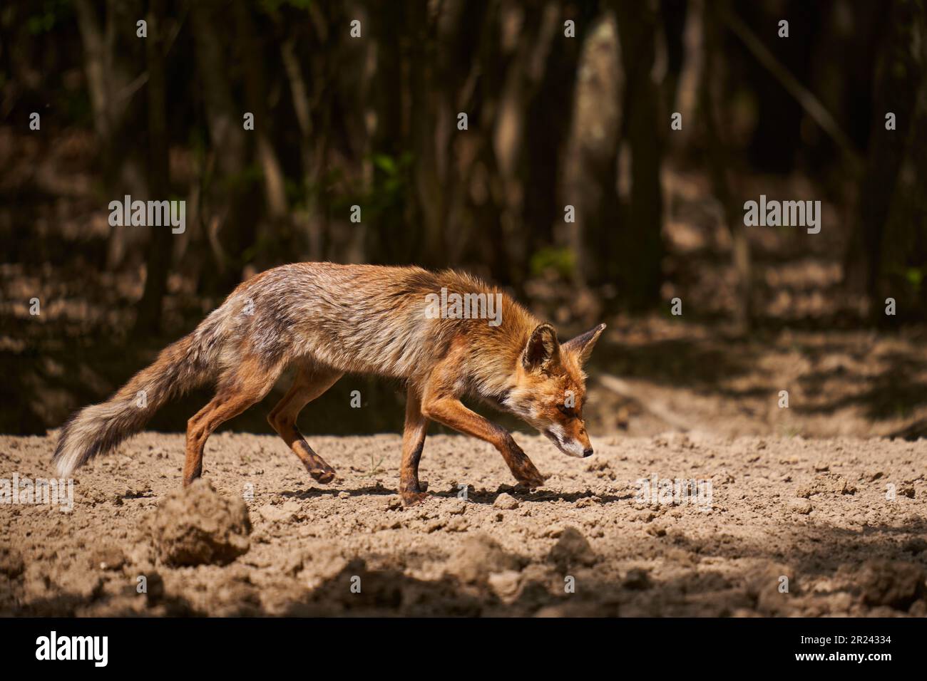 Adult male fox in the forest checking surroundings Stock Photo - Alamy