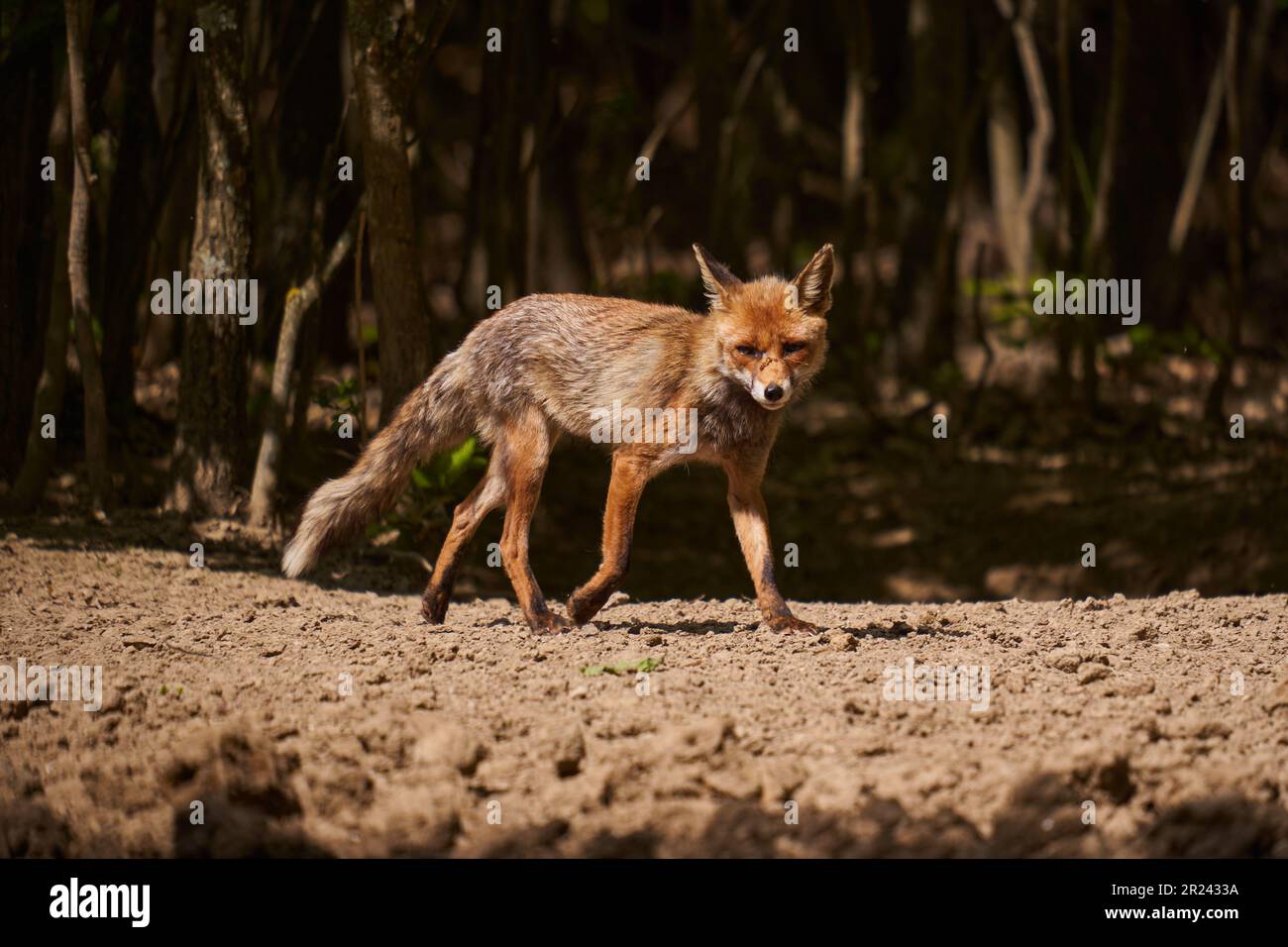 Adult male fox in the forest checking surroundings Stock Photo - Alamy