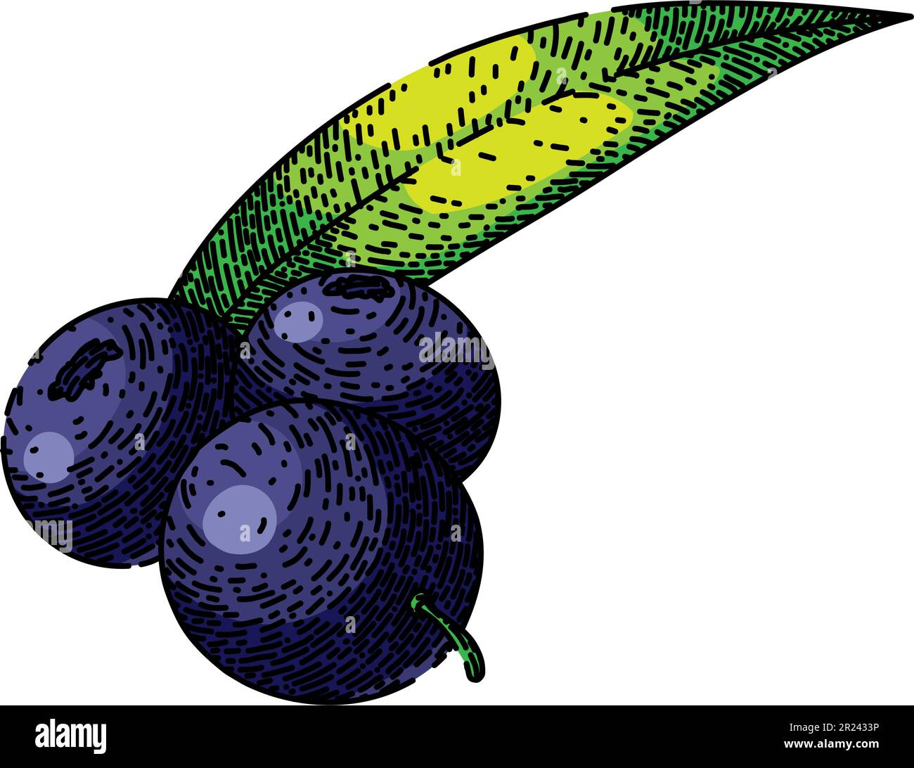 acai organic food sketch hand drawn vector Stock Vector Image & Art - Alamy