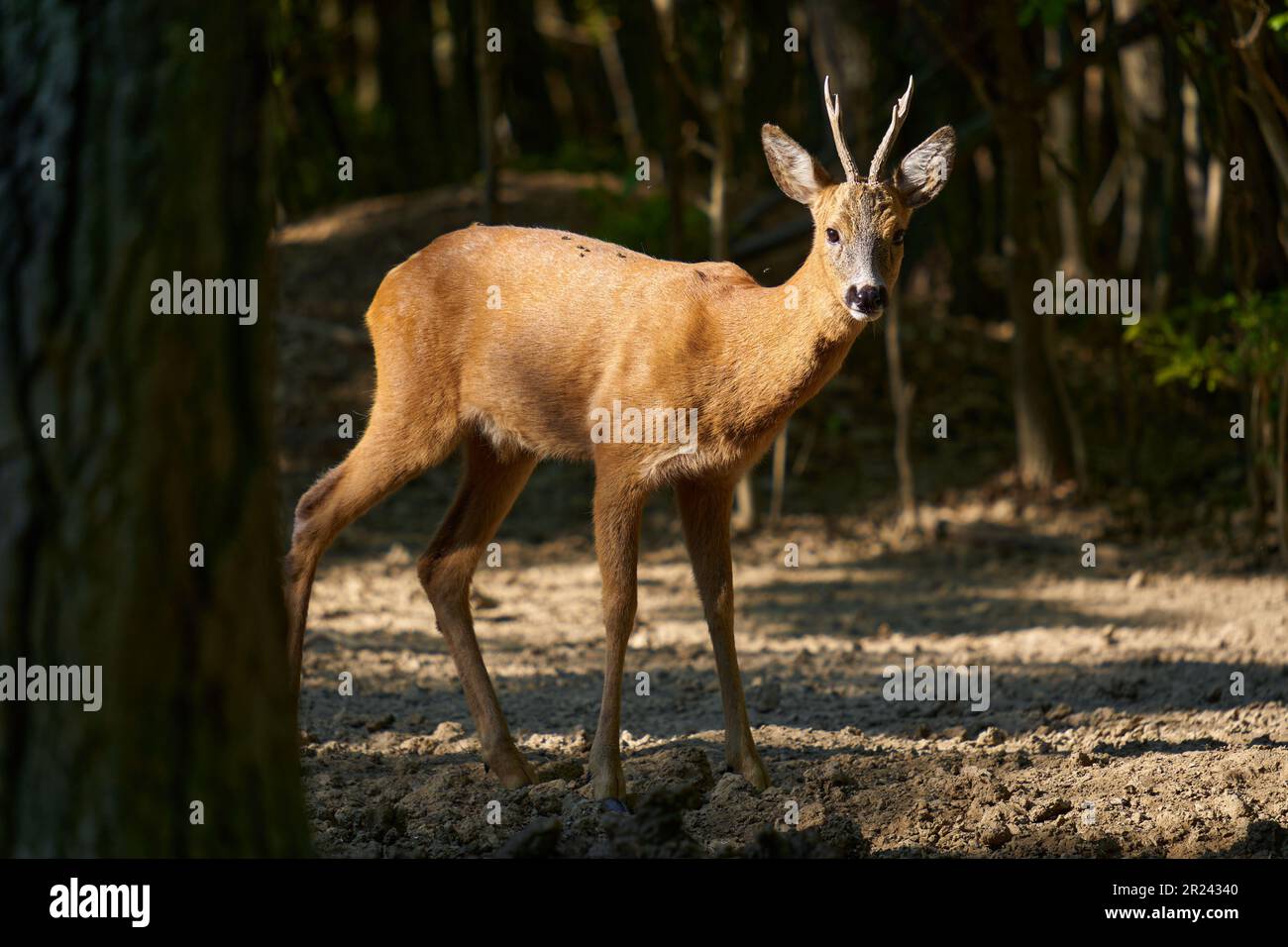 Roebuck (capreolus capreolus) in an oak forest with the summer fur coat ...