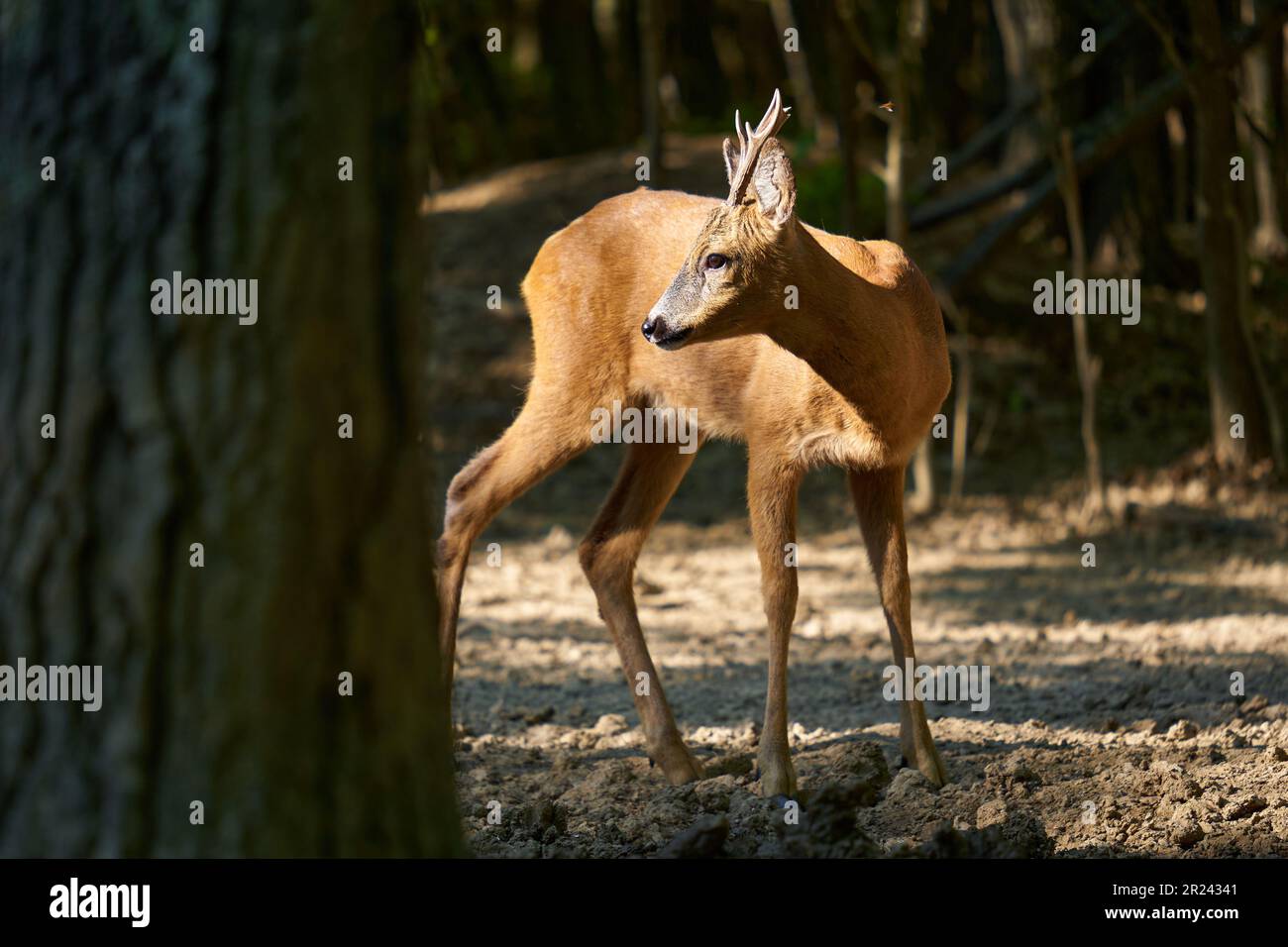 Roebuck (capreolus capreolus) in an oak forest with the summer fur coat ...
