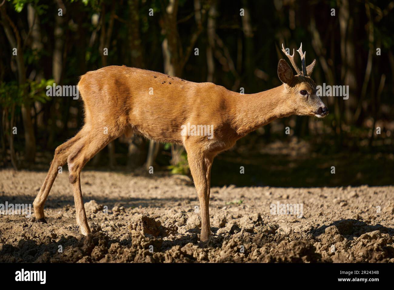 Roebuck (capreolus capreolus) in an oak forest with the summer fur coat ...
