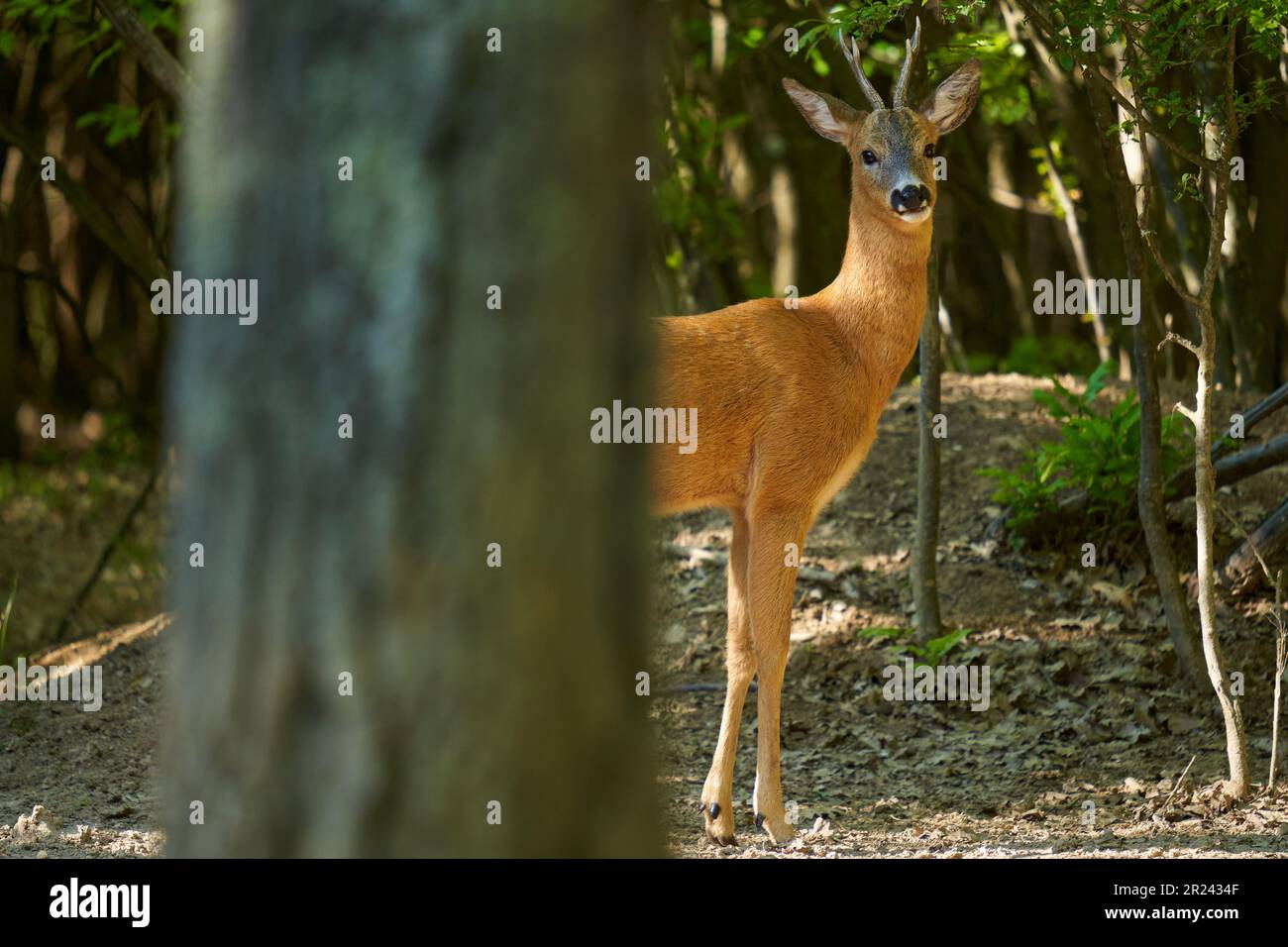 Roe deer browsing trees hi-res stock photography and images - Alamy