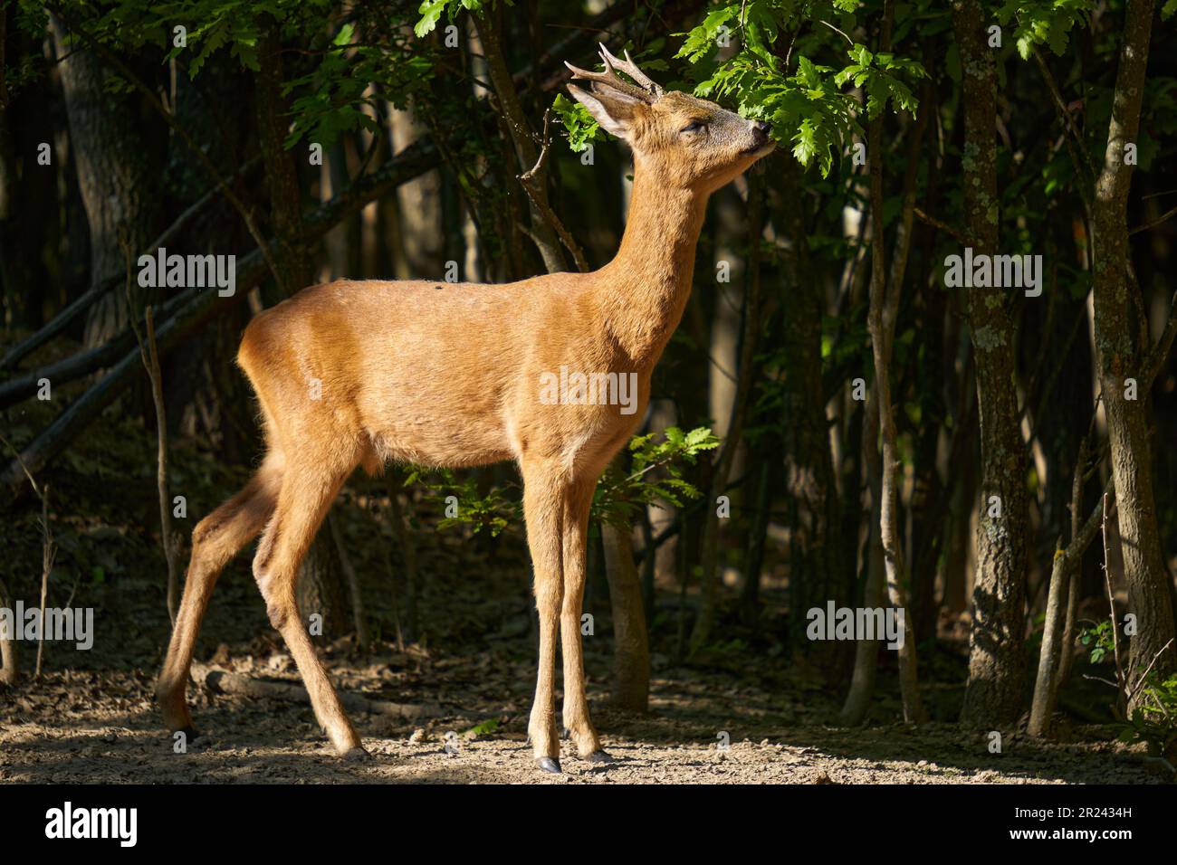 Roe deer browsing trees hi-res stock photography and images - Alamy