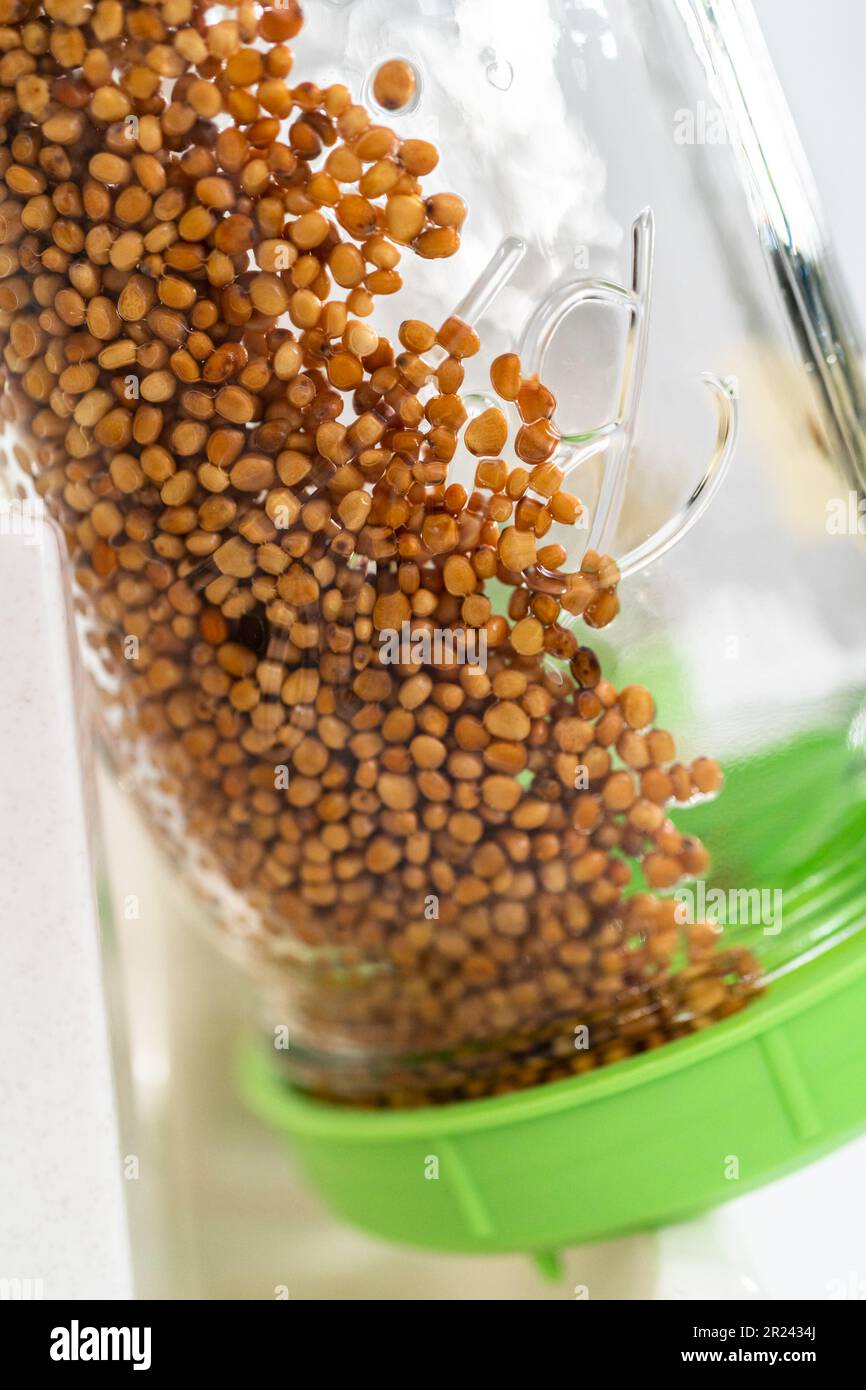 Growing sprouts in a jar Stock Photo - Alamy