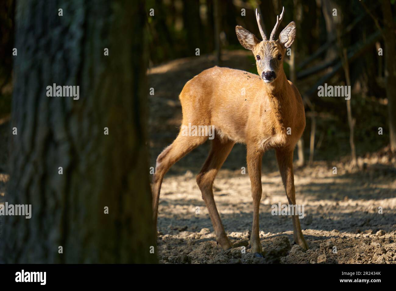 Roebuck (capreolus capreolus) in an oak forest with the summer fur coat ...