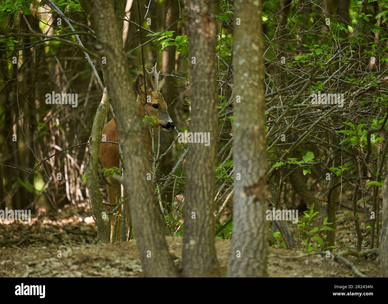Roebuck (capreolus capreolus) in an oak forest with the summer fur coat ...