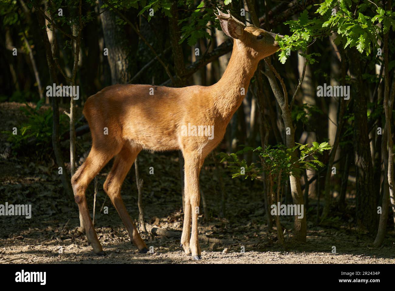 Roe deer browsing trees hi-res stock photography and images - Alamy