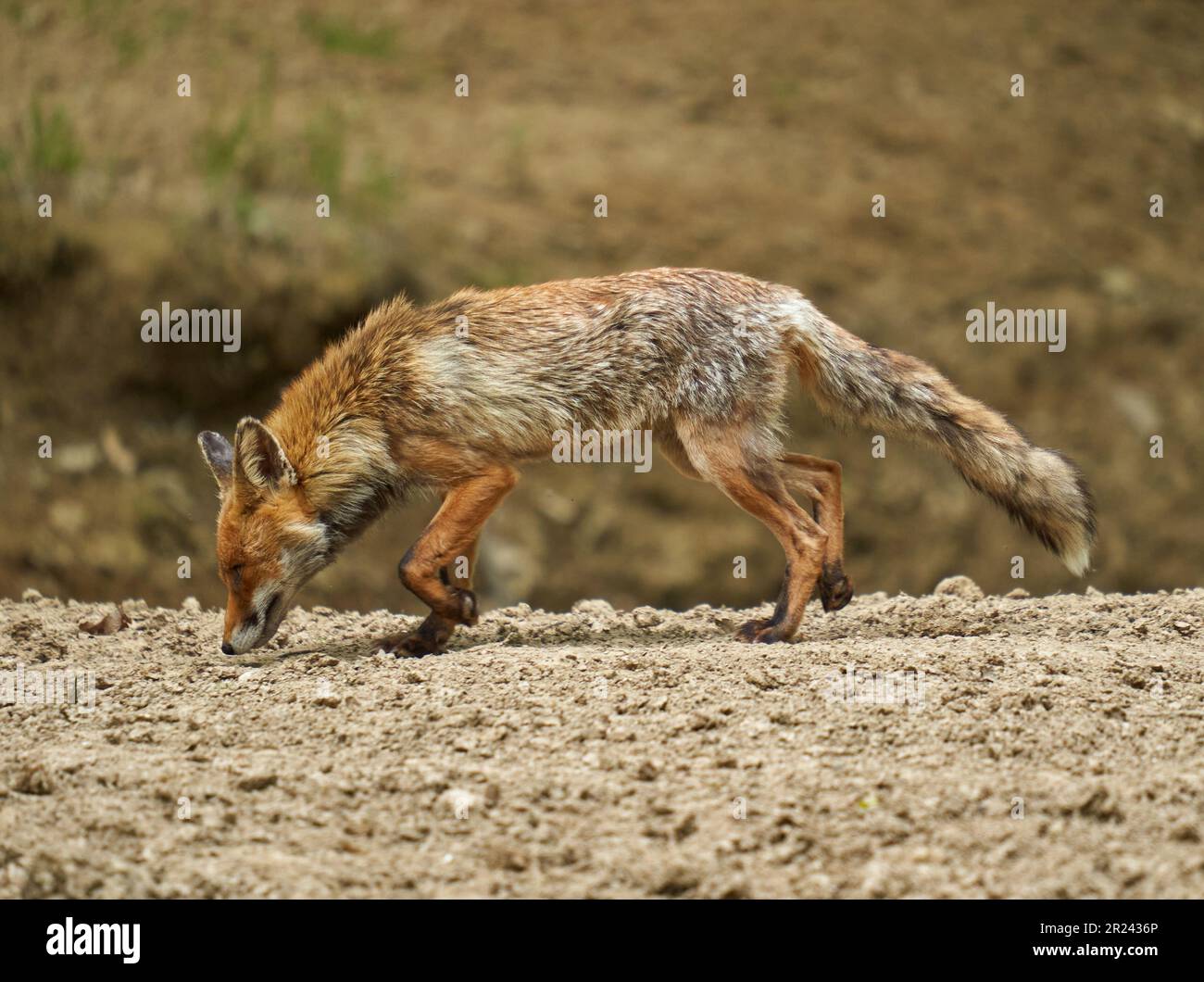 Adult male fox in the forest checking surroundings Stock Photo - Alamy