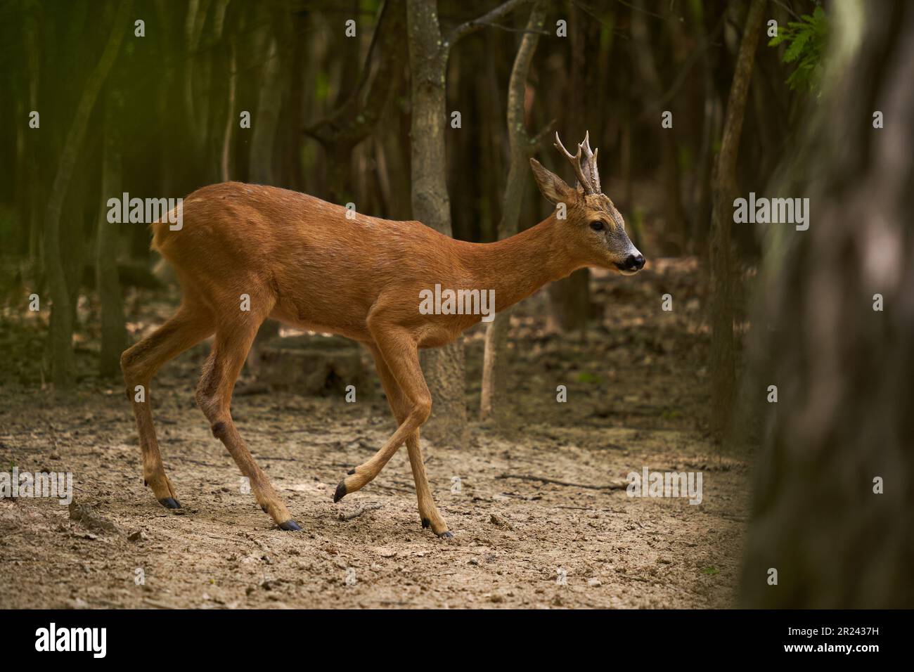 Roebuck (capreolus capreolus) in an oak forest with the summer fur coat ...