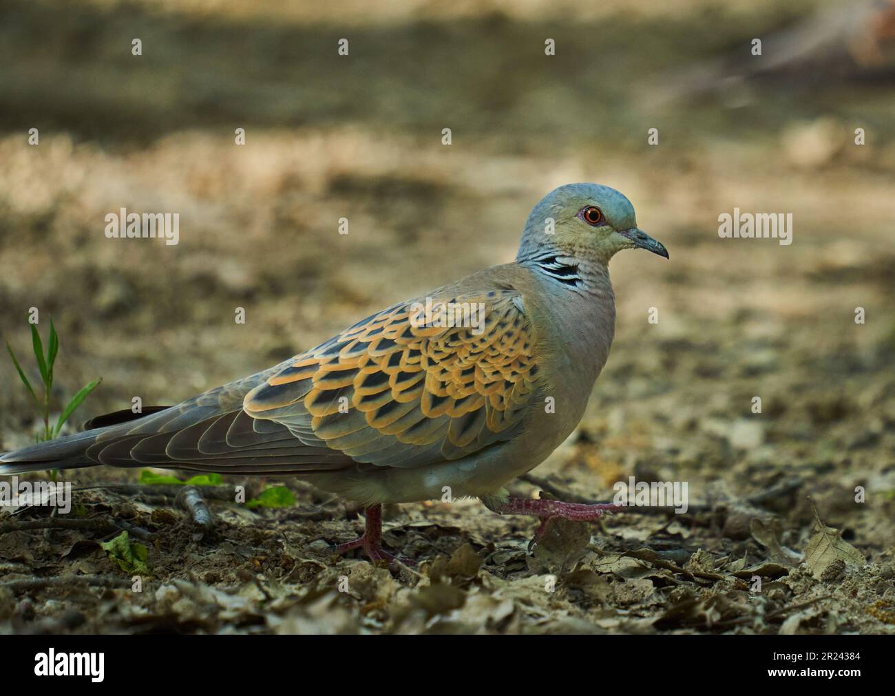 European turtle dove in the forest, looking around Stock Photo - Alamy