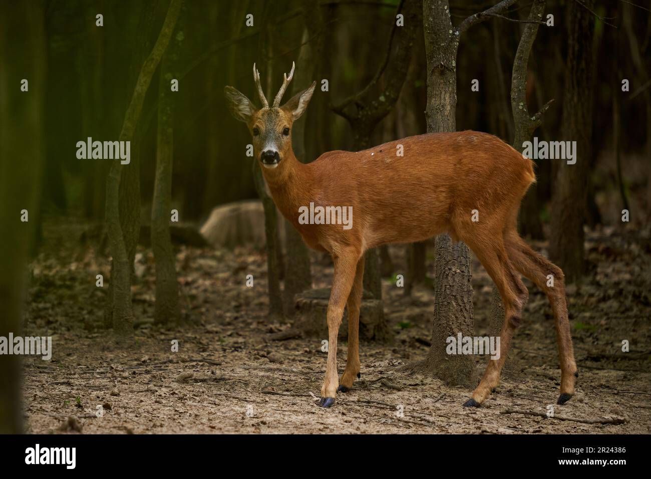 Roebuck (capreolus capreolus) in an oak forest with the summer fur coat ...