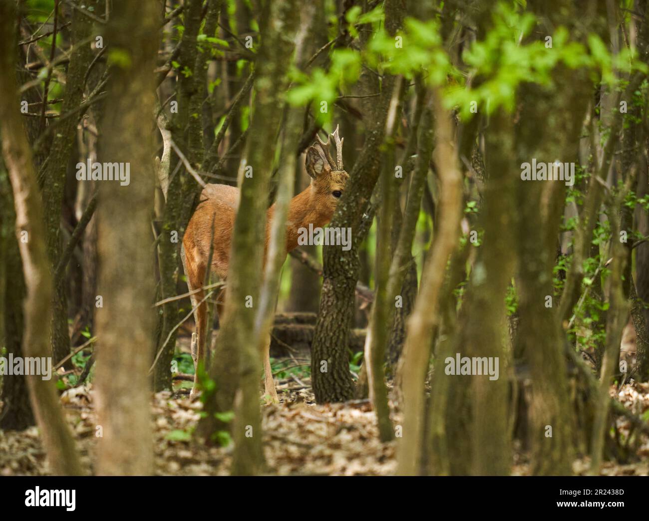 Roe deer browsing trees hi-res stock photography and images - Alamy