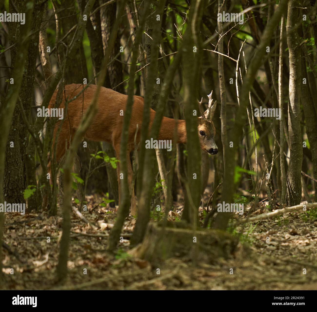 Roe deer browsing trees hi-res stock photography and images - Alamy
