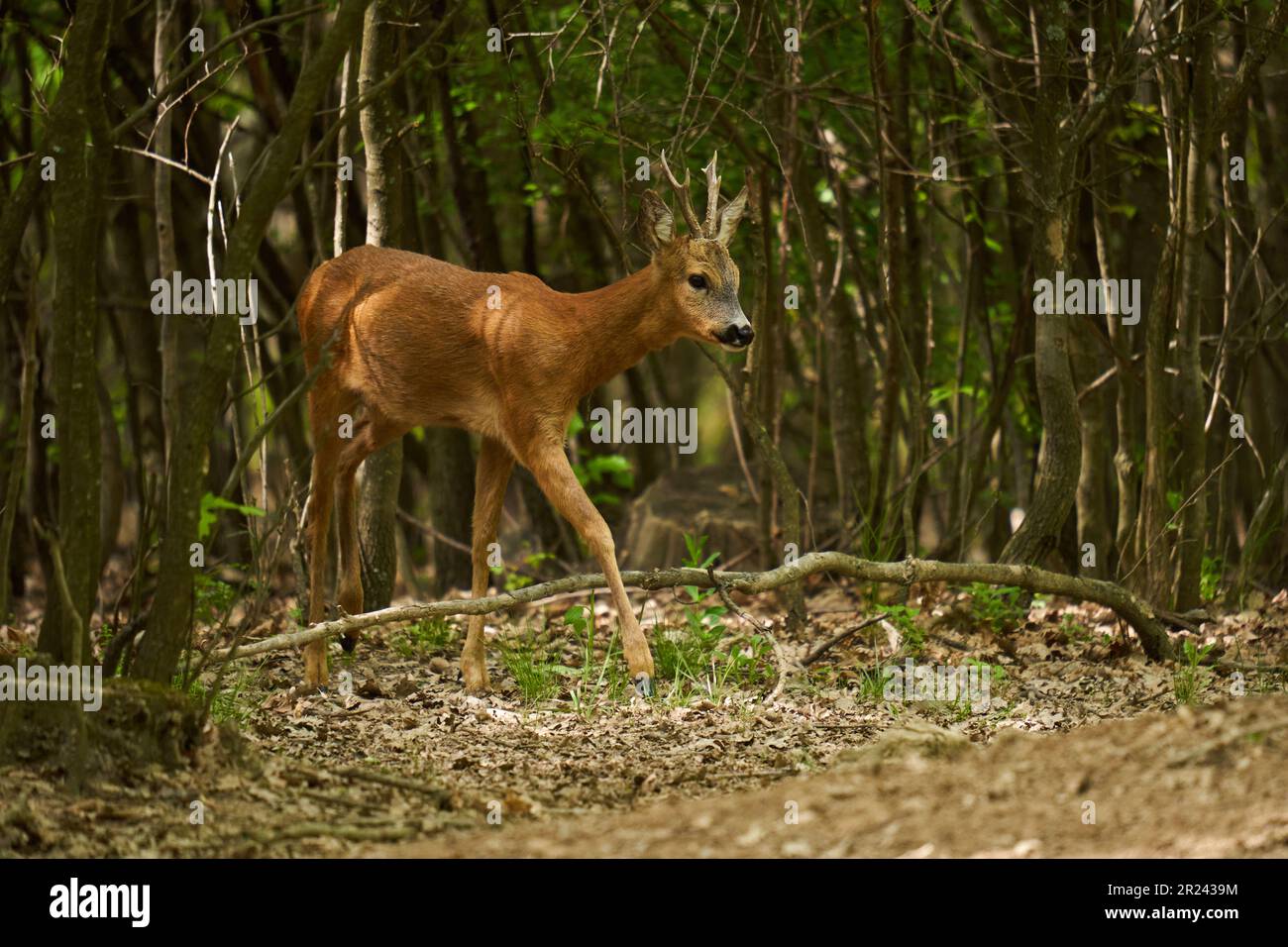 Roebuck (capreolus capreolus) in an oak forest with the summer fur coat ...