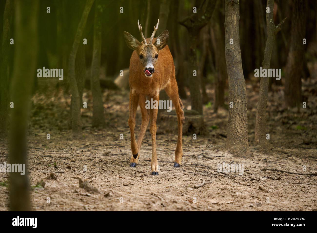 Roebuck (capreolus capreolus) in an oak forest with the summer fur coat ...