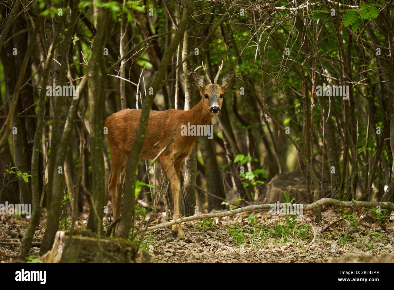 Roebuck (capreolus capreolus) in an oak forest with the summer fur coat ...