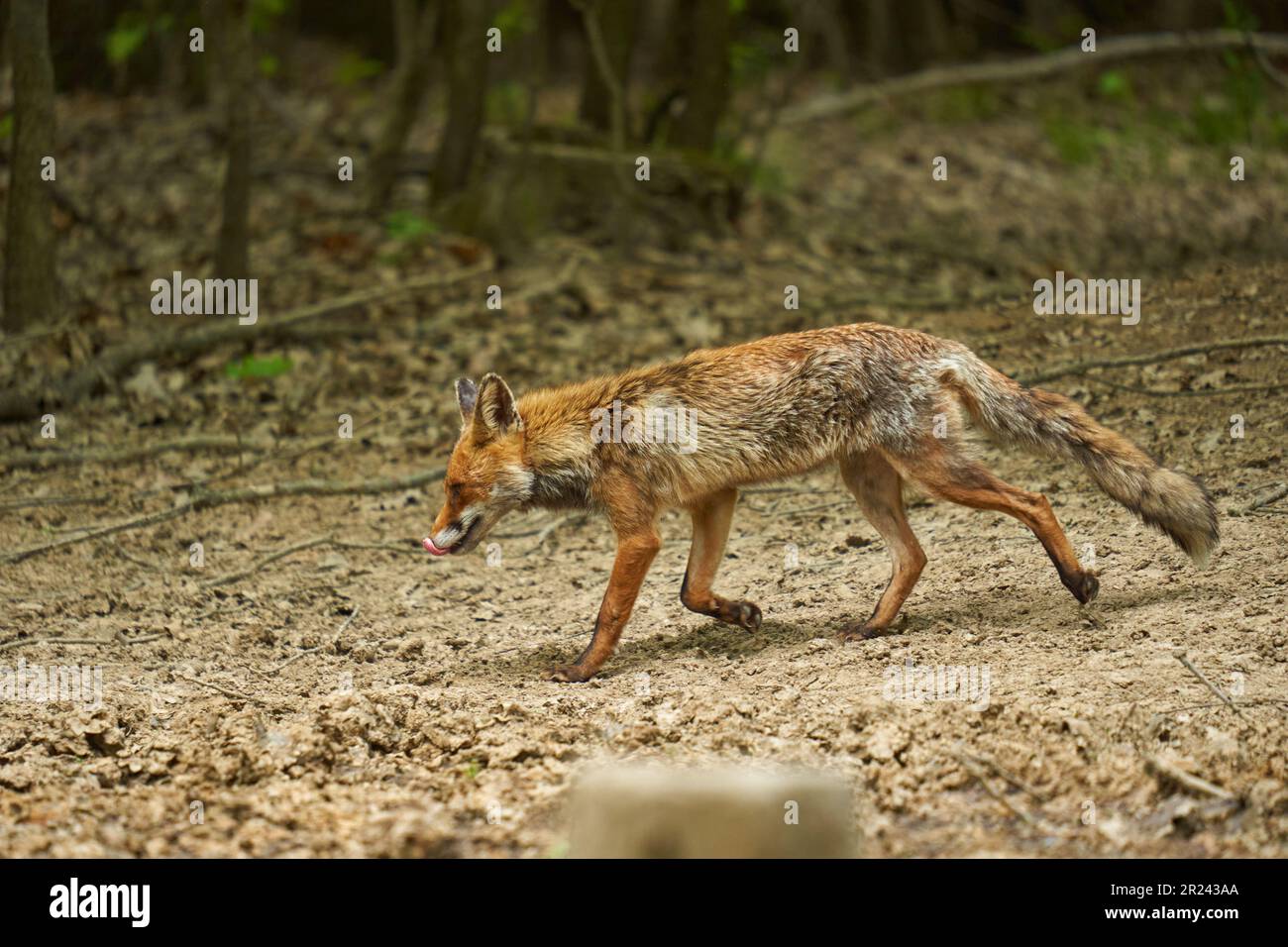 Adult male fox in the forest checking surroundings Stock Photo - Alamy