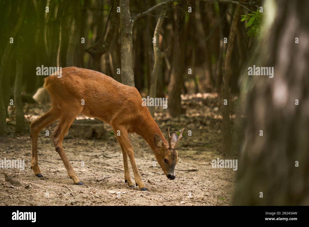 Roebuck (capreolus capreolus) in an oak forest with the summer fur coat ...