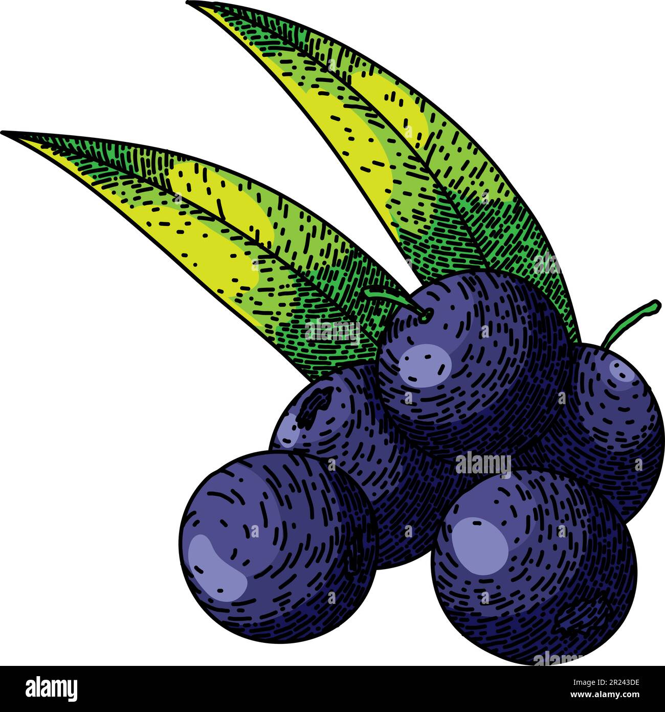 acai fruit food sketch hand drawn vector Stock Vector Image & Art - Alamy