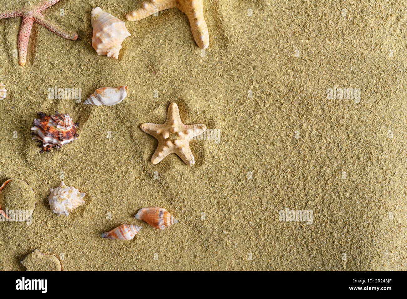 Seashells and stars in the sand Stock Photo - Alamy