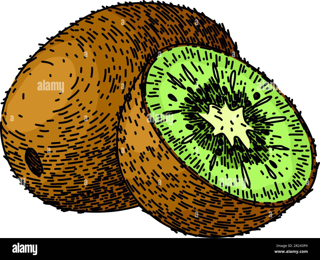 kiwi fresh fruit sketch hand drawn vector Stock Vector Image & Art - Alamy