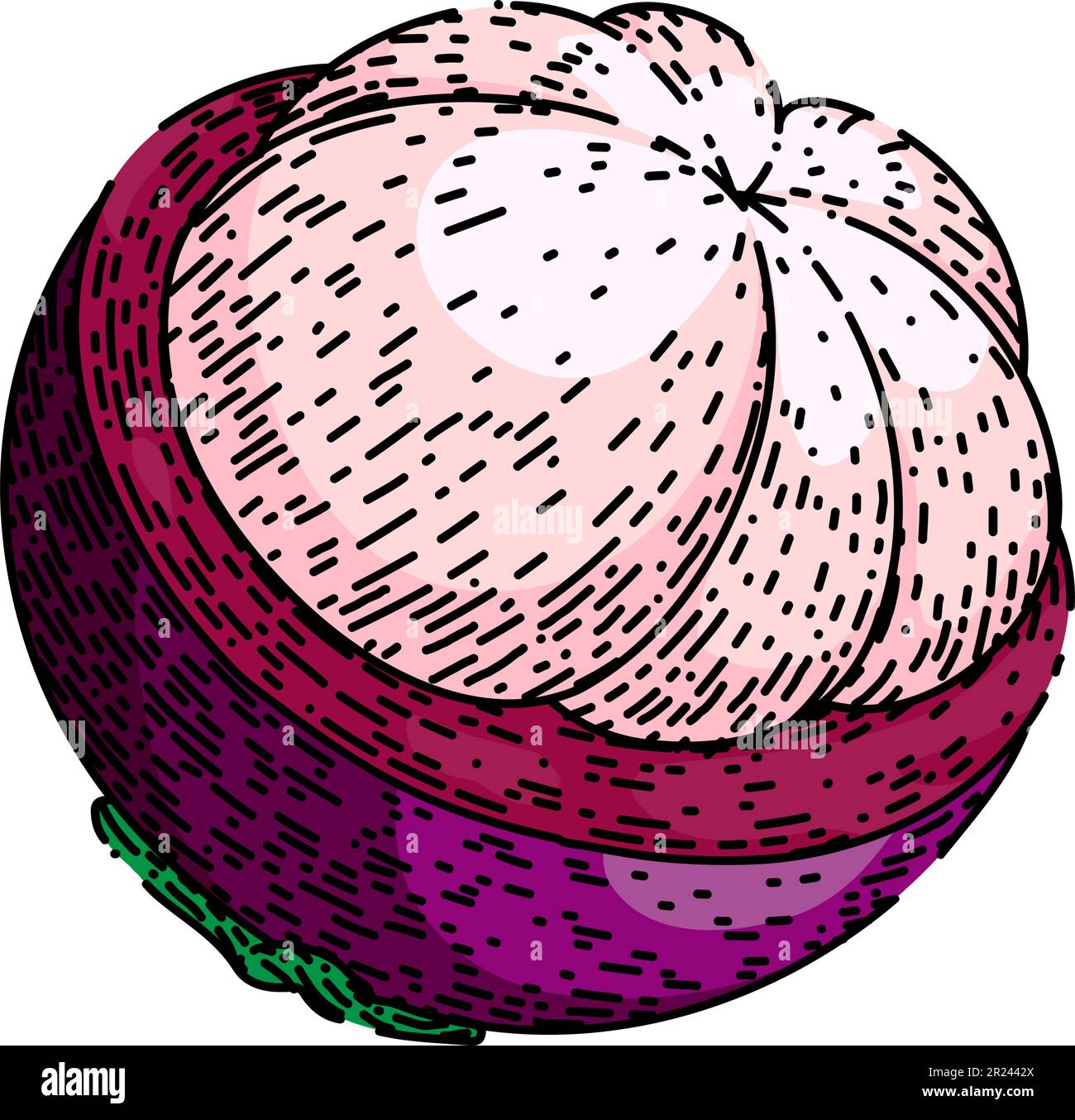 mangosteen fruit fresh sketch hand drawn vector Stock Vector Image ...