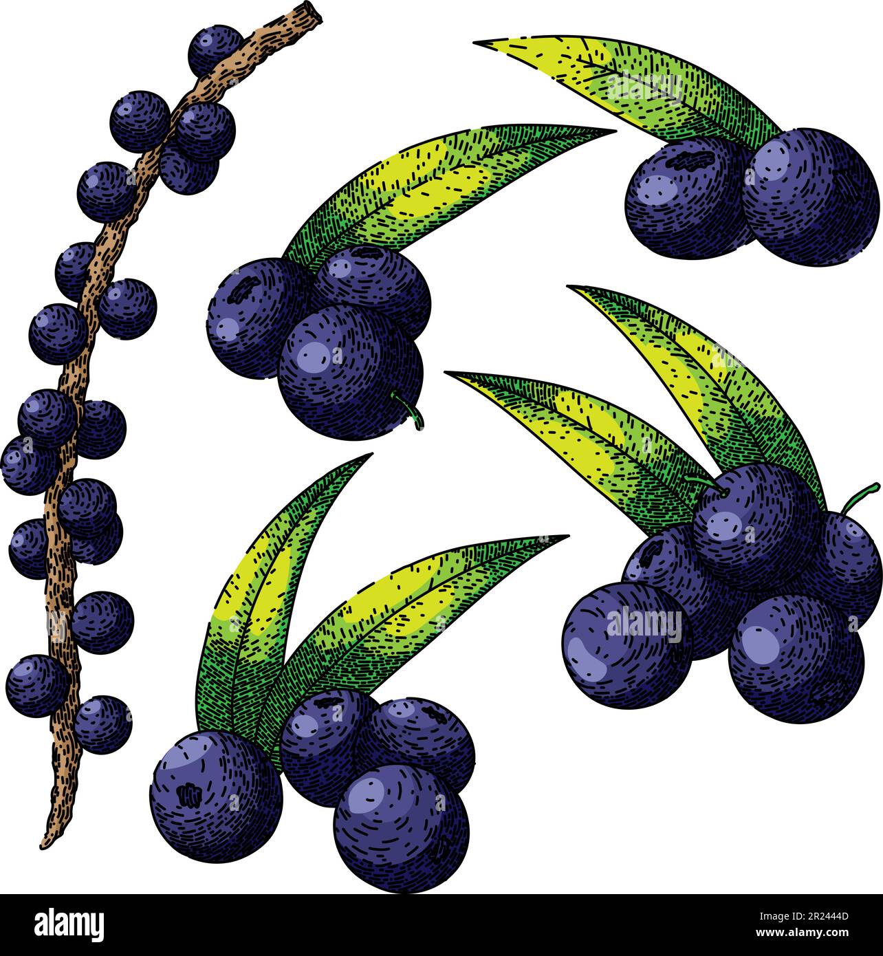 acai food ingredient set sketch hand drawn vector Stock Vector Image ...