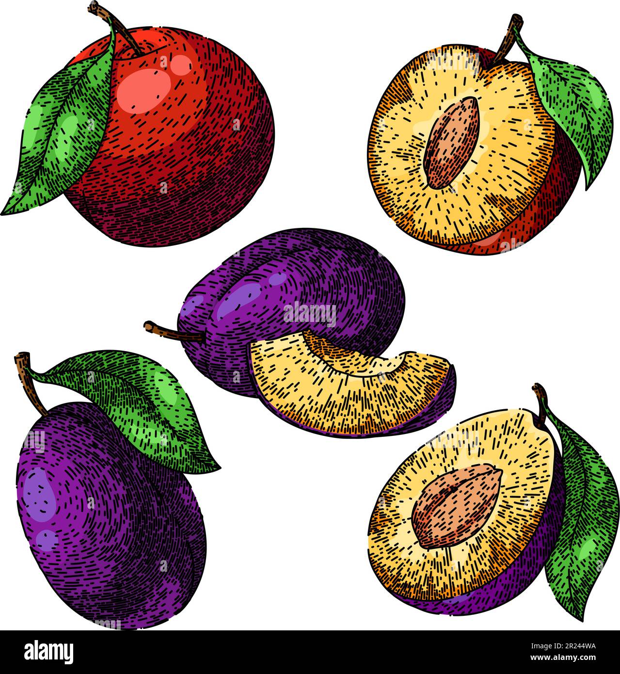 plum fruit food set sketch hand drawn vector Stock Vector Image & Art ...