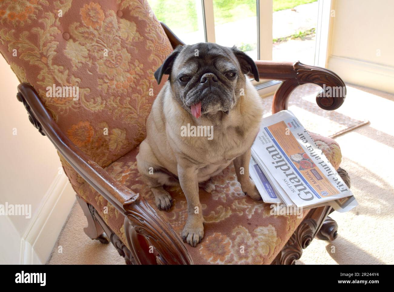 Cutest pug dog with Guardian newspaper on a vintage chair Stock Photo ...
