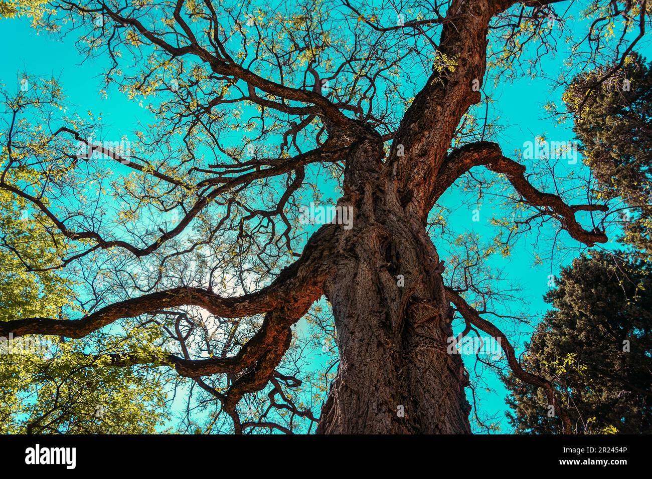 Ancient tree stands hi-res stock photography and images - Alamy