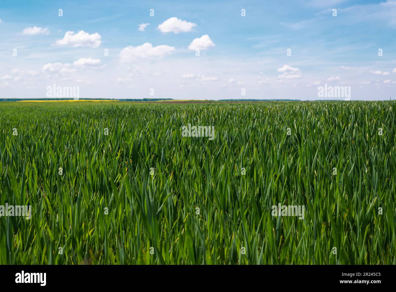 Wheat field on a nice summer day, landscape of agricultural grain crops ...
