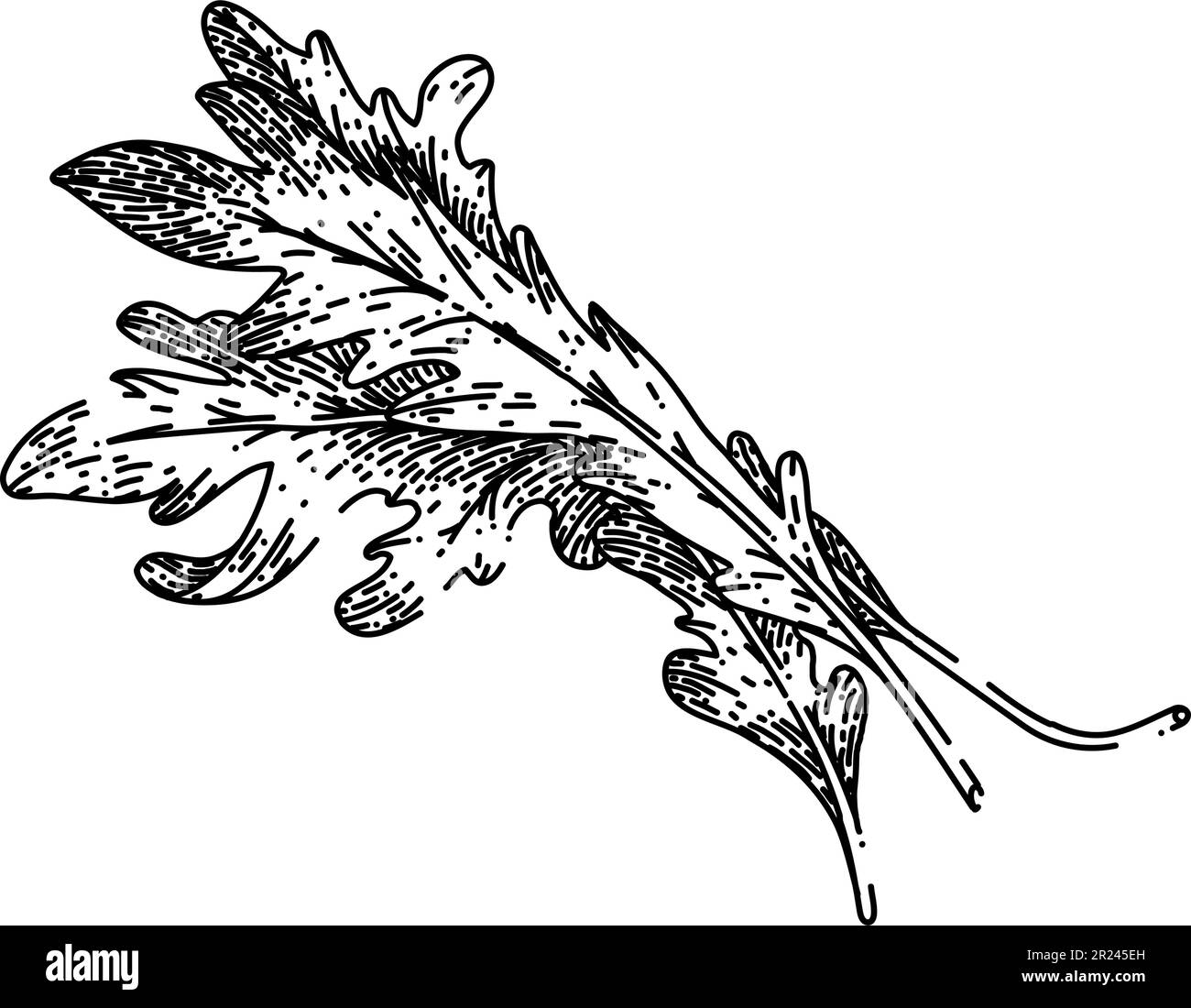 Bio salad plant Black and White Stock Photos & Images - Alamy