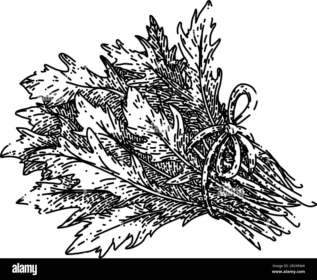 Bio salad plant Black and White Stock Photos & Images - Alamy