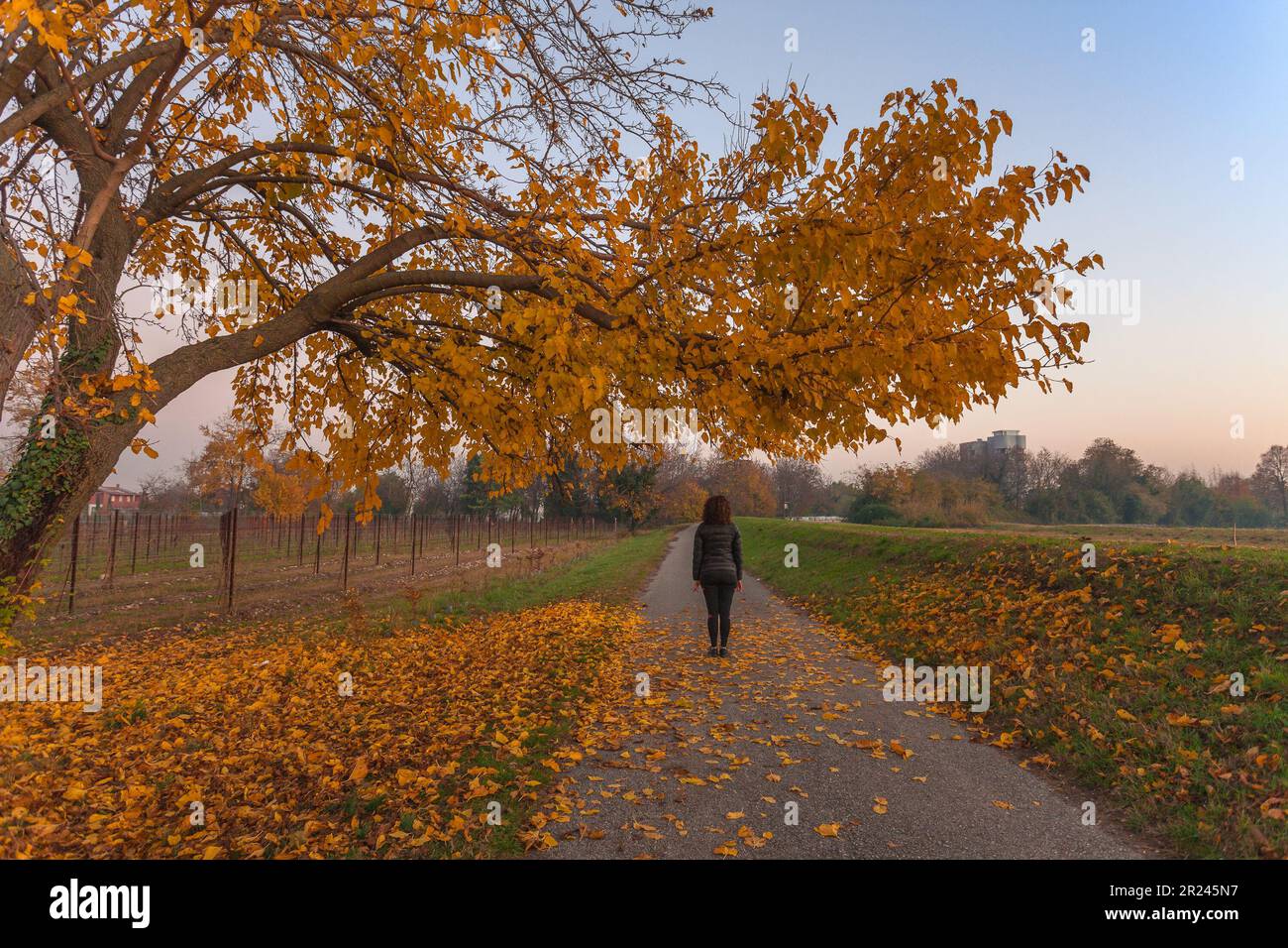 Woman shot from behind in a road under a tree with beautiful autumn ...