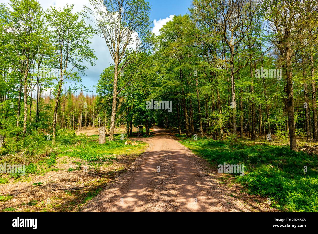 First steps along the Rennsteig between Hörschel and Blankenstein in ...