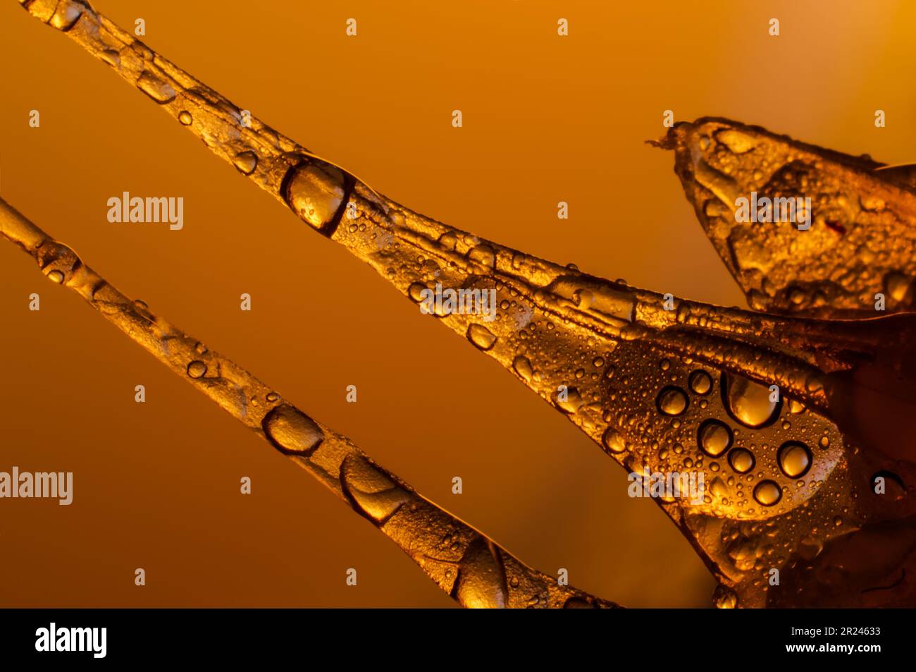 colorful light,water and glass,spectacular view of water droplets ...